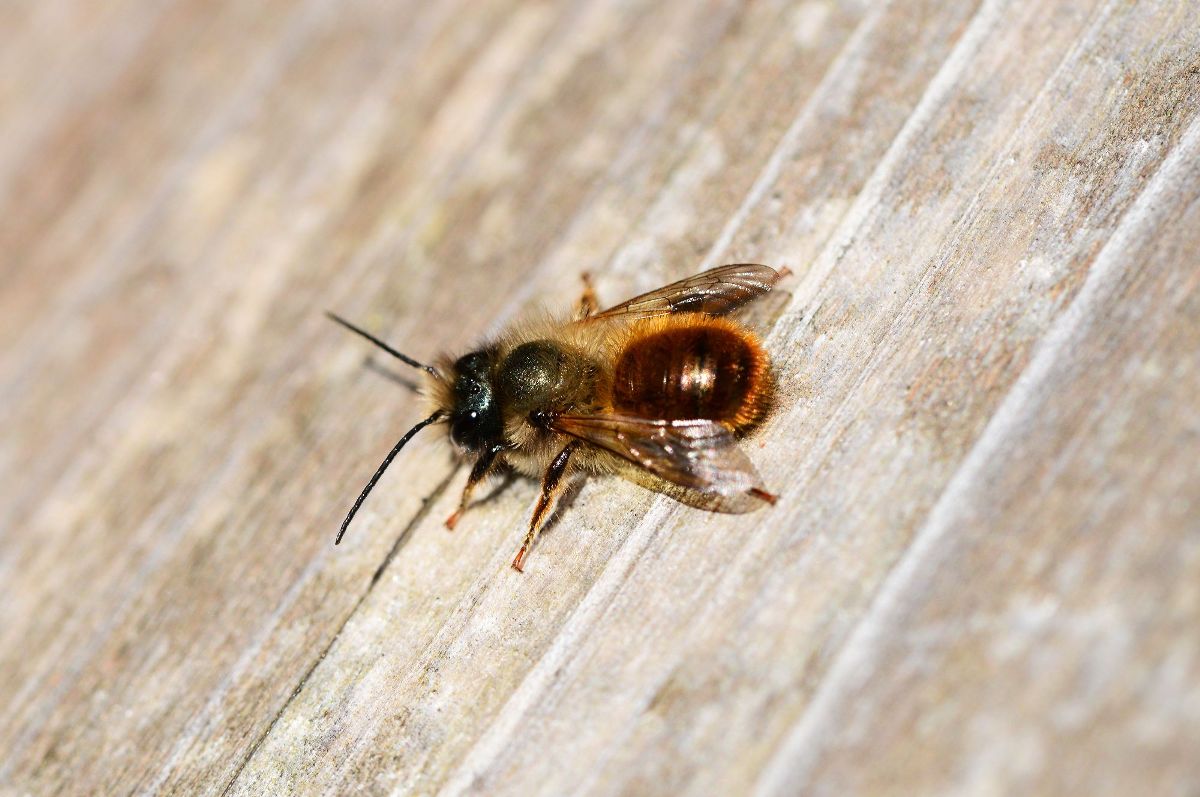 From Grassland Habitats in Wallpaper Wizard — HD Desktop Background ...